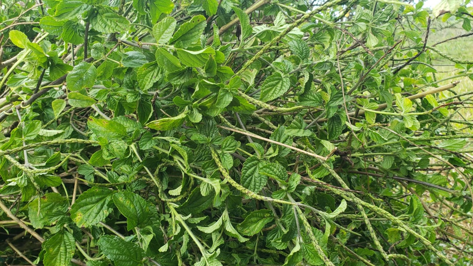 JAMAICAN VERVAIN 100% Wildcrafted Fresh Dried Verbena - Etsy