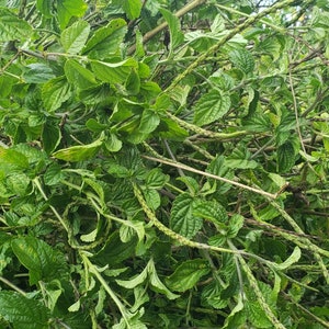 JAMAICAN VERVAIN 100% Wildcrafted Fresh Dried Verbena - Etsy