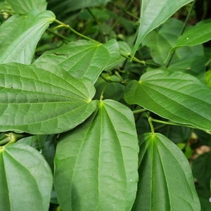 PEPPER ELDER ( Black Jointer) | 100% Jamaican Wildcrafted, Handpicked ...