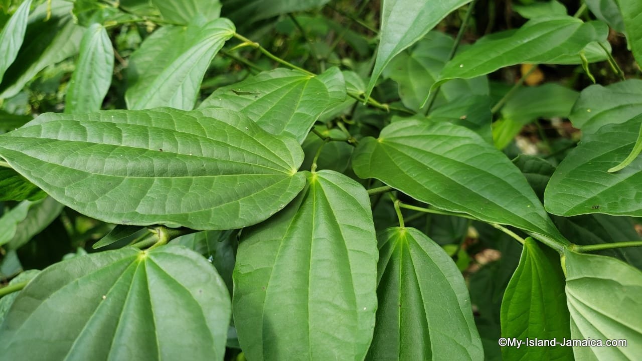 PEPPER ELDER ( Black Jointer) | 100% Jamaican Wildcrafted, Handpicked ...