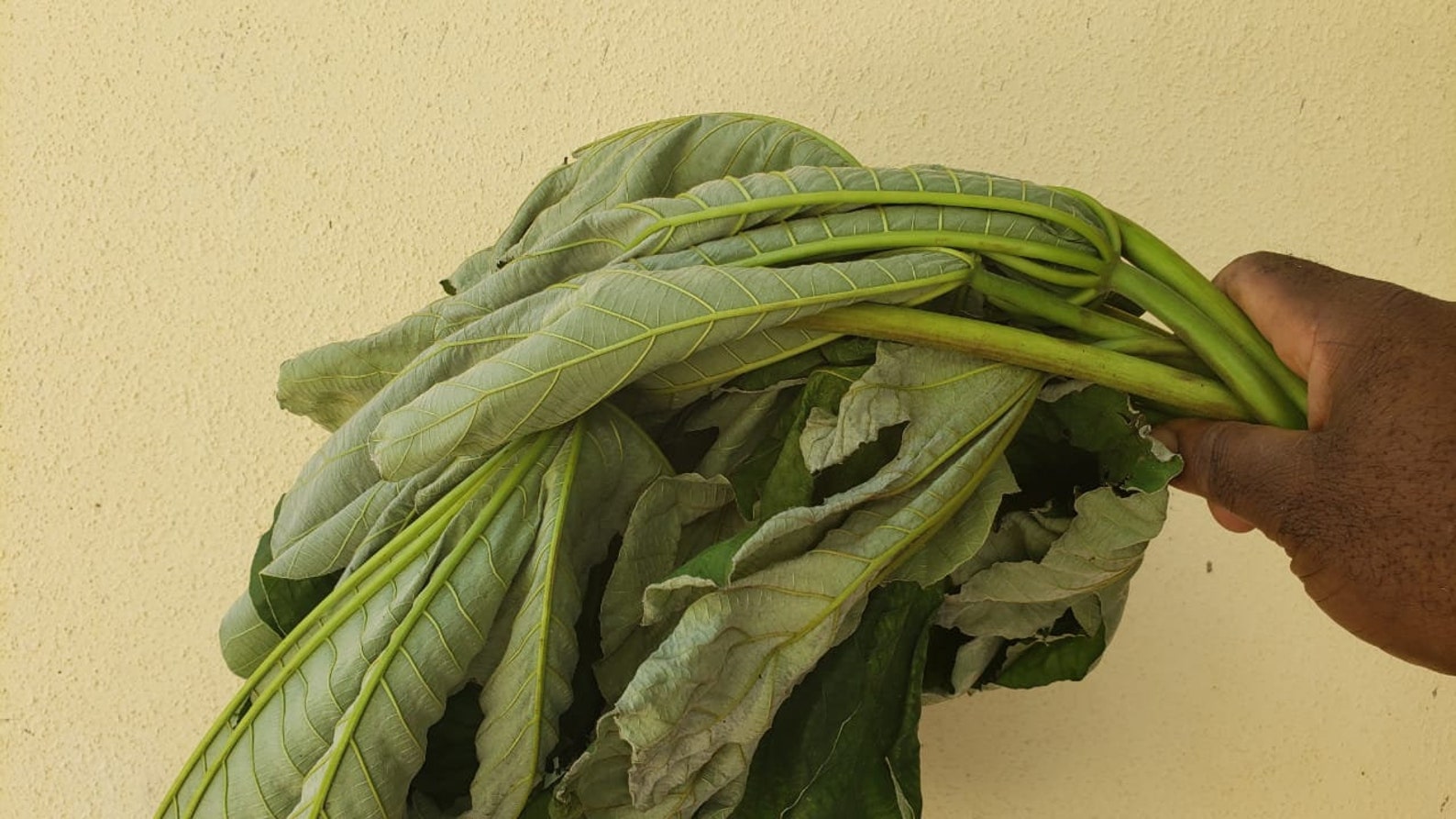 TRUMPET LEAF cecropia Peltata Airdried & Grounded Wild - Etsy