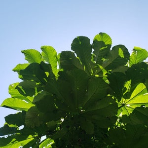 TRUMPET LEAF (cecropia Peltata) | Airdried & Grounded, Wild Crafted ...