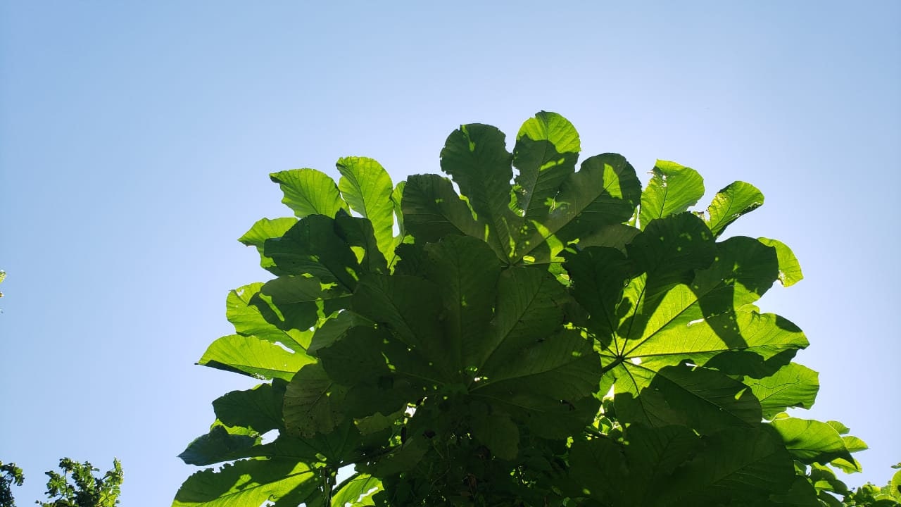 TRUMPET LEAF (cecropia Peltata) | Airdried & Grounded, Wild Crafted ...