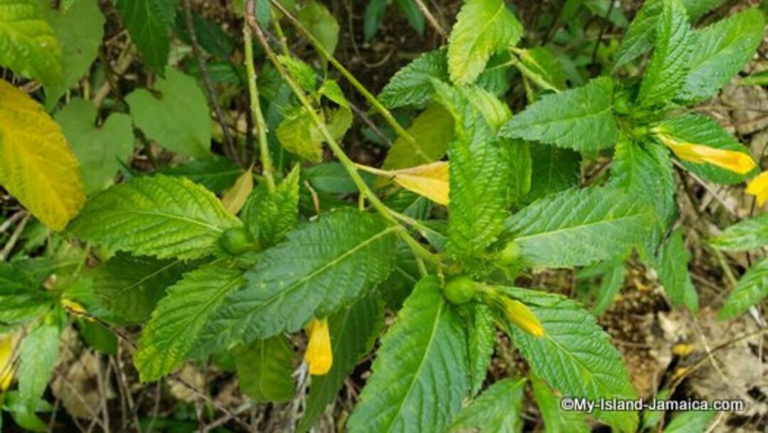 JAMAICAN DAMIANA ram Goat Dash Along grounded 100% Wildcrafted Fresh ...