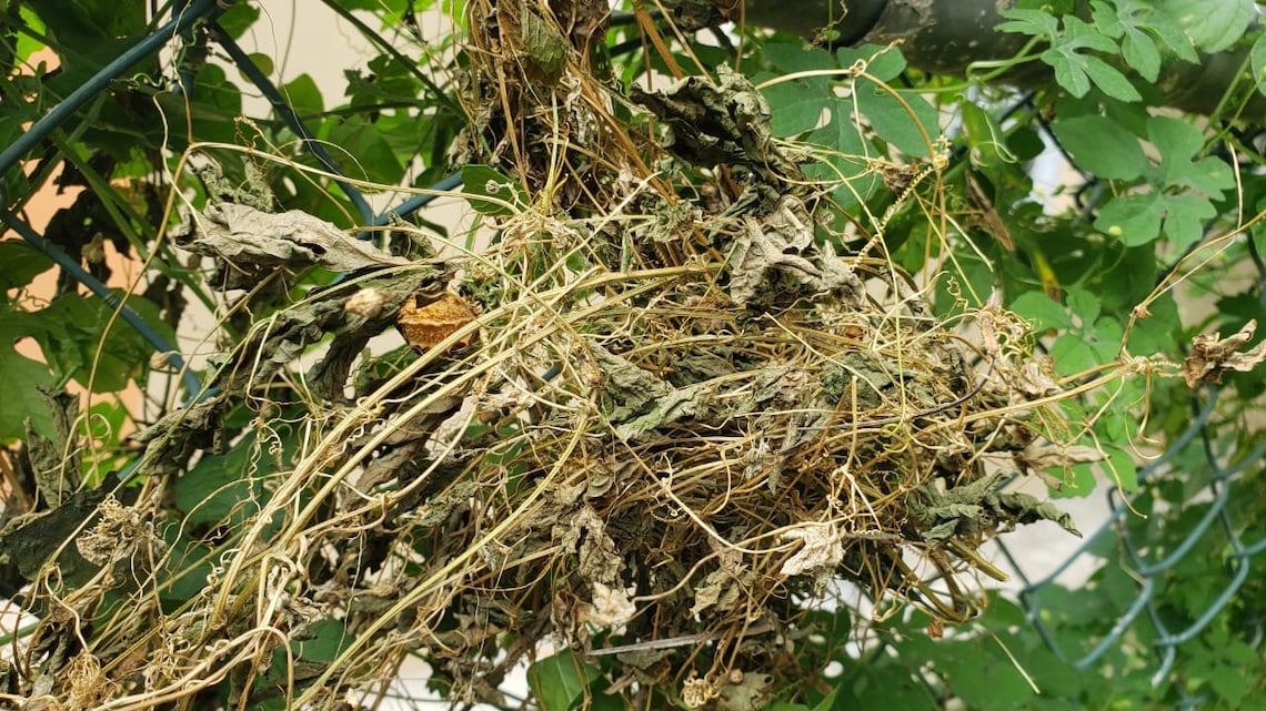 DRIED CERASEE Leaves and Stems (not Grounded) | 100% Wild Crafted ...