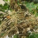 Jamaican CERASEE 100% Wild Crafted & Hand Picked Bitter Melon Fresh ...