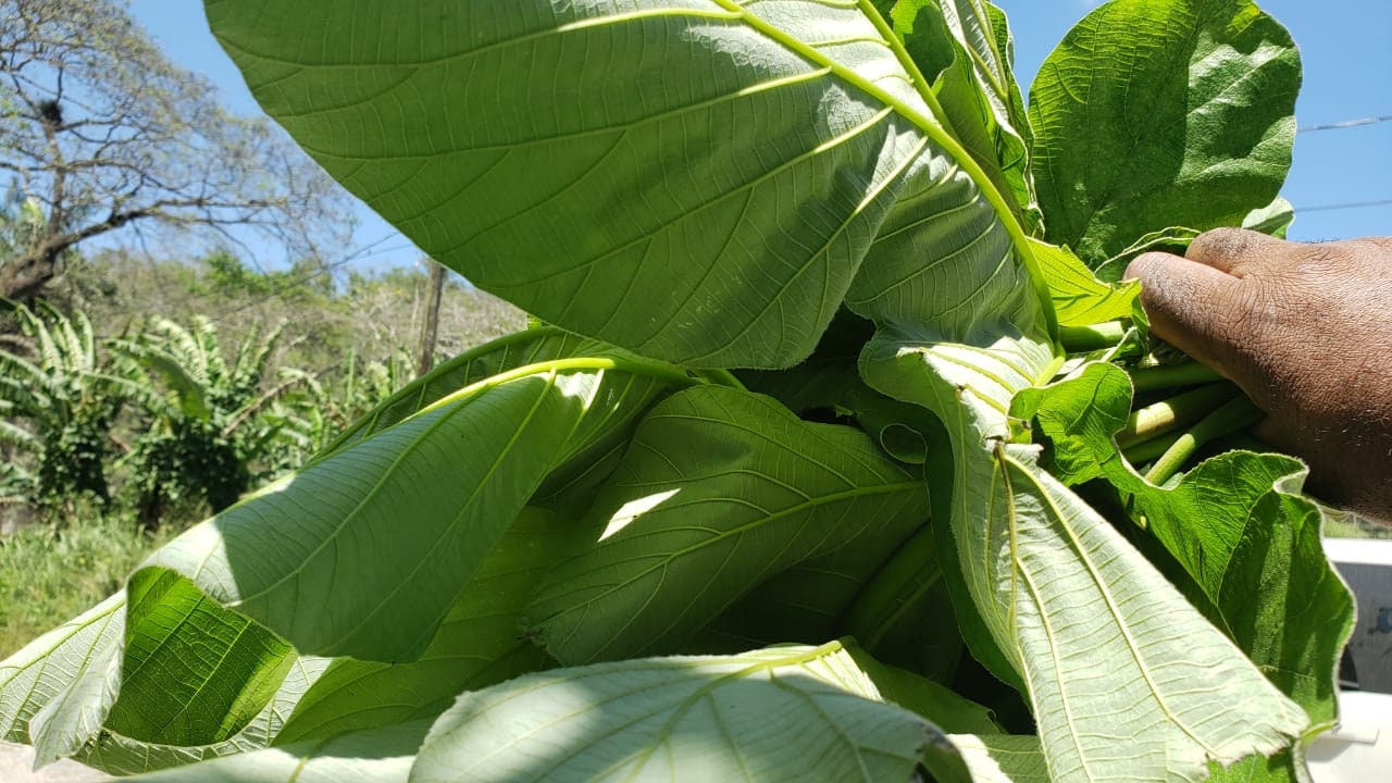 TRUMPET LEAF (cecropia Peltata) | Airdried & Grounded, Wild Crafted ...