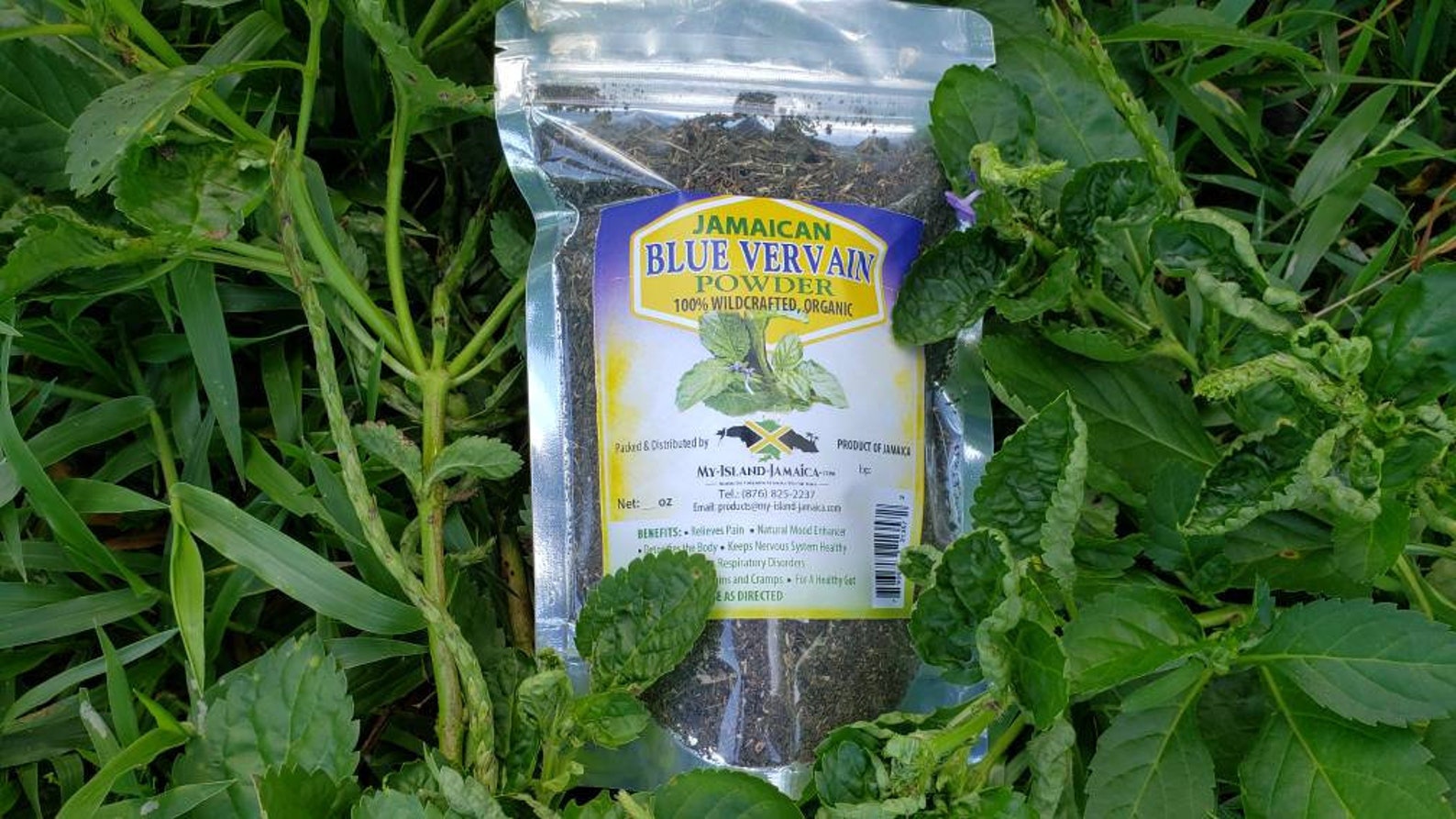 JAMAICAN VERVAIN 100% Wildcrafted Fresh Dried Verbena - Etsy