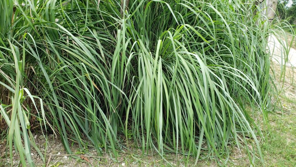 WILDCRAFTED Lemon Grass Aka Jamaican Fever Grass / Cymbopogon Citratus ...