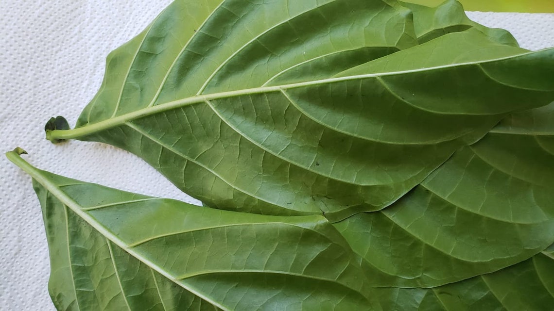 Wild Grown 100% ORGANIC NONI LEAVES Hand Picked & Shade | Etsy