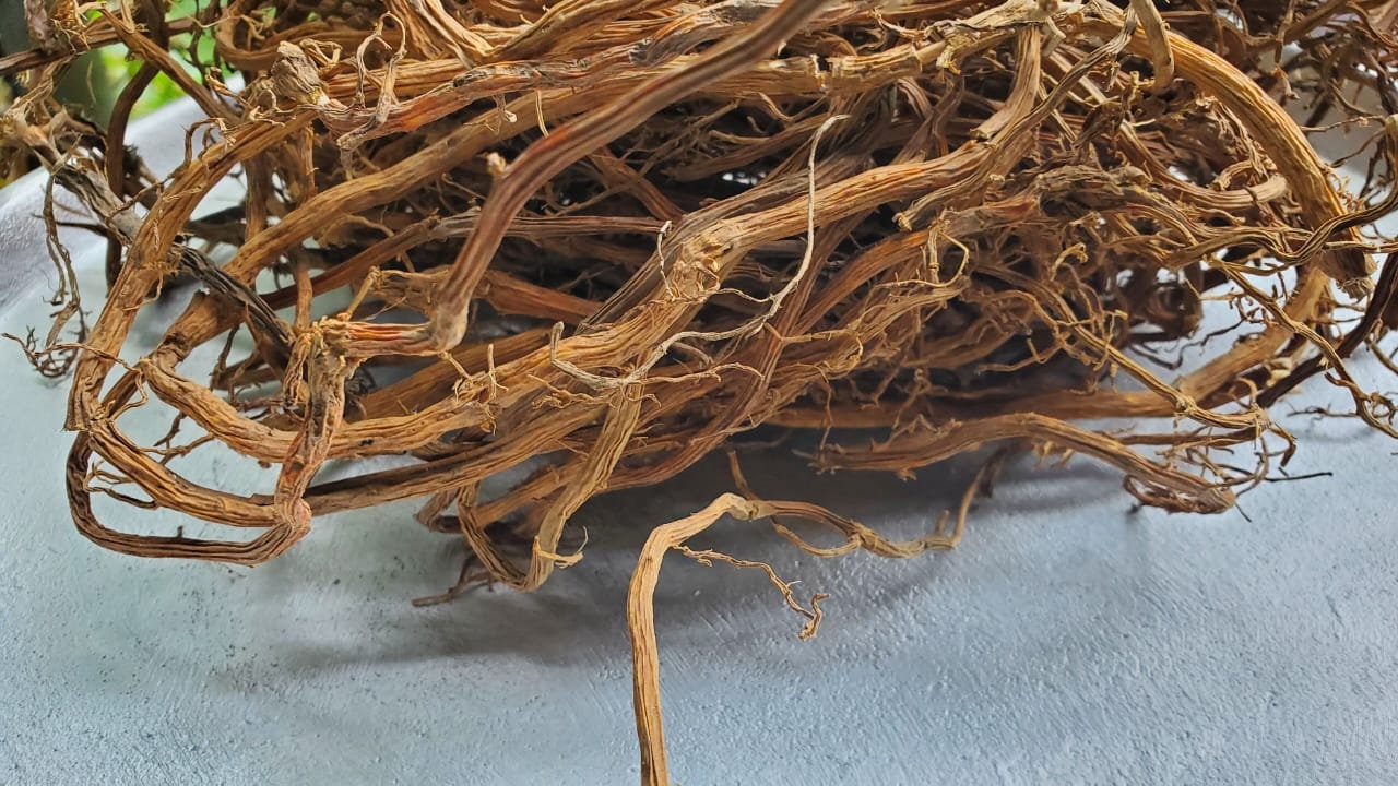 100% DRIED SARSAPARILLA Root (smilax Ornata) - FREE Shipping ...