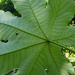 TRUMPET LEAF (cecropia Peltata) | Airdried & Grounded, Wild Crafted ...