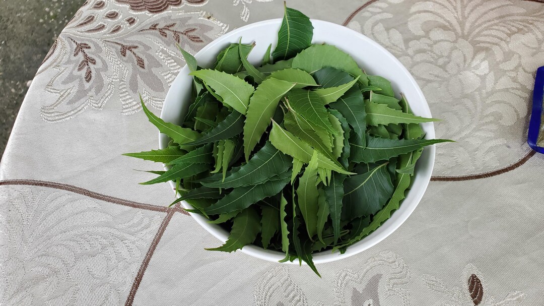 Neem Leaf TEA BAGS (azadirachta Indica) | 100% Wildcrafted Jamaican ...
