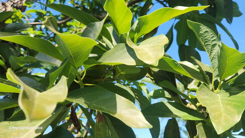 Jamaican Pear Leaf TEA BAGS (avocado Leaf) | Wildcrafted & Sun-dried ...