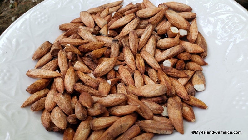100% Jamaican ALMOND NUTS tropical Almond Superfood - Etsy UK