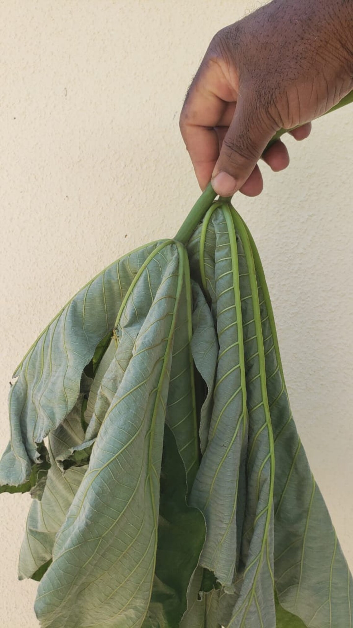 TRUMPET LEAF cecropia Peltata Airdried & Grounded Wild - Etsy