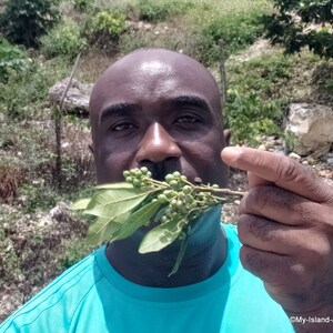 GROUNDED 100% Jamaican Pimento Leaves | FREE SHIPPING | Grade A+ ...