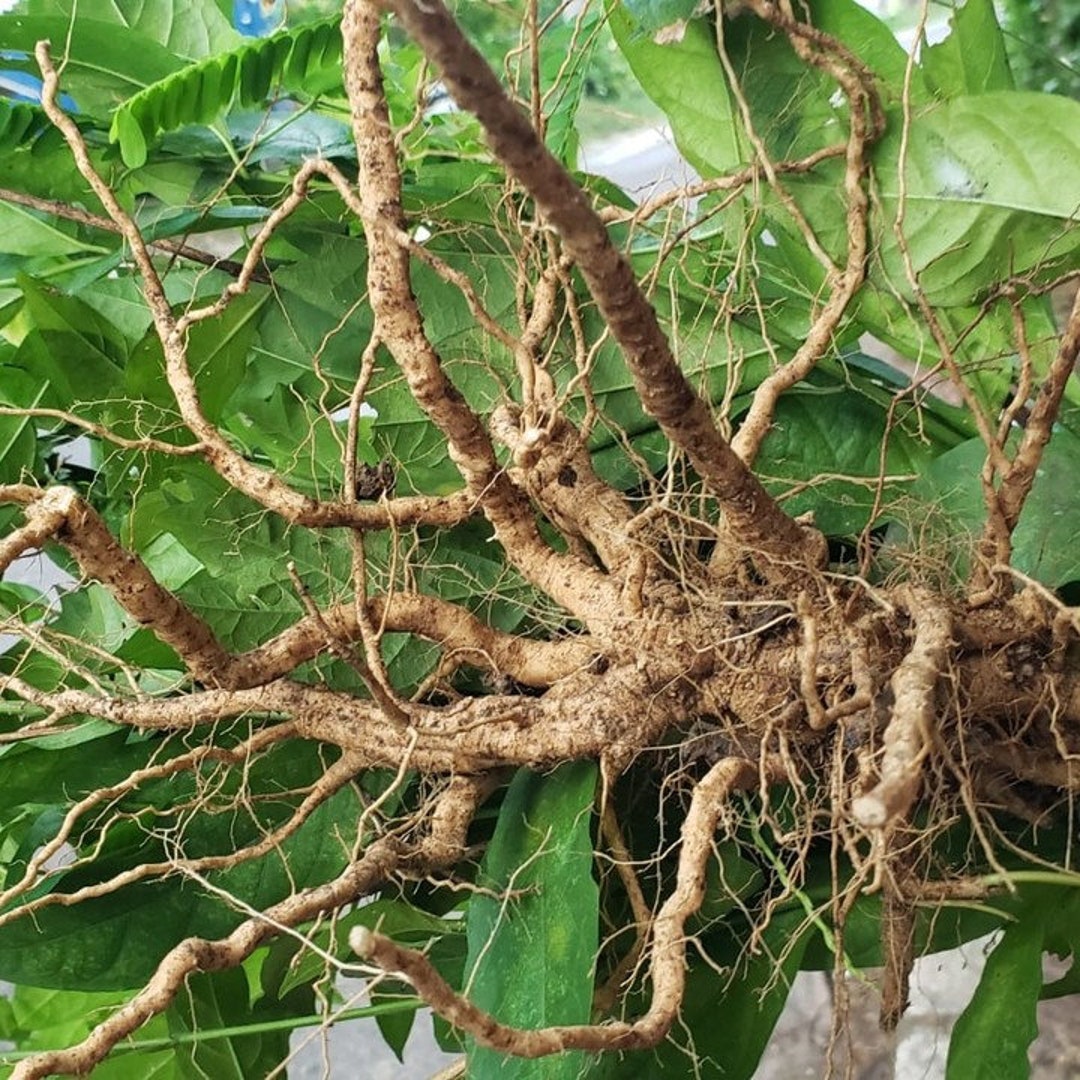 100% GUINEA HEN Weed / Anamu Weed / Petiveria Alliacea/ Dried ...