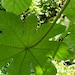 TRUMPET LEAF (cecropia Peltata) | Airdried & Grounded, Wild Crafted ...