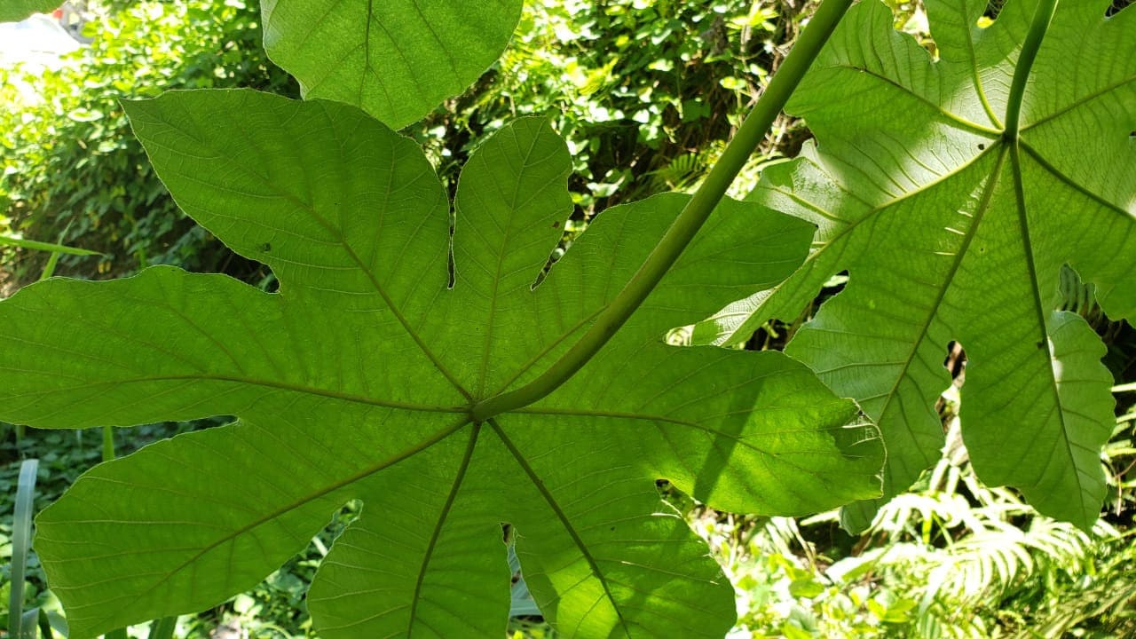 TRUMPET LEAF (cecropia Peltata) | Airdried & Grounded, Wild Crafted ...