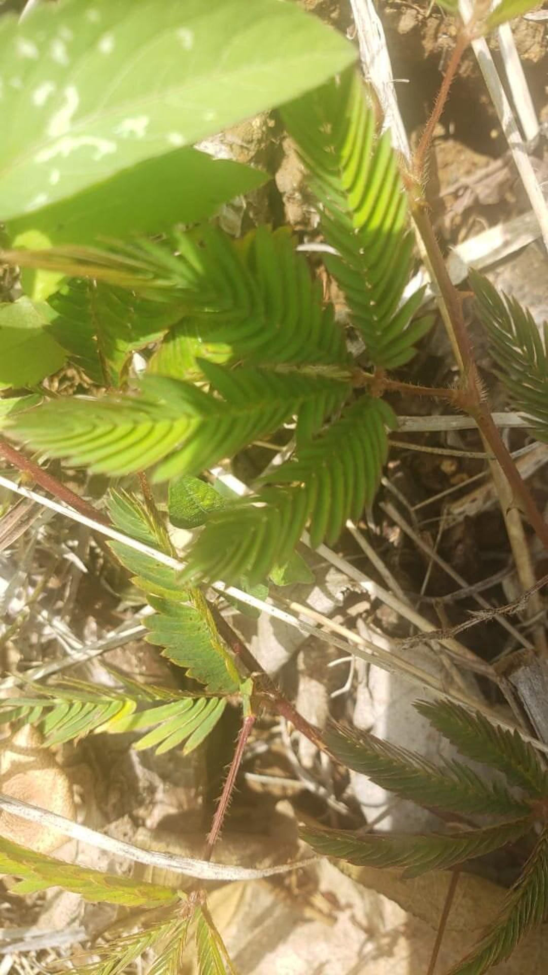 SHAMA O LADY - 100% Wildcrafted (dead & Wake) | Mimosa Pudica | Hand ...