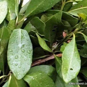 GROUNDED 100% Jamaican Pimento Leaves | FREE SHIPPING | Grade A+ ...