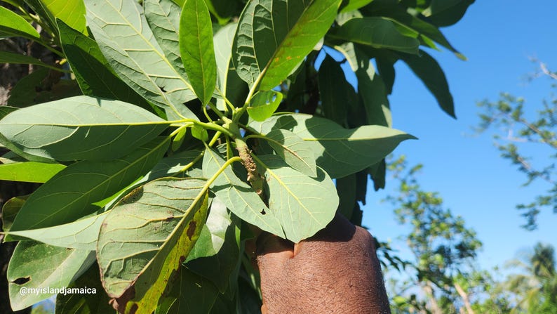 Jamaican Pear Leaf TEA BAGS (avocado Leaf) | Wildcrafted & Sun-dried ...