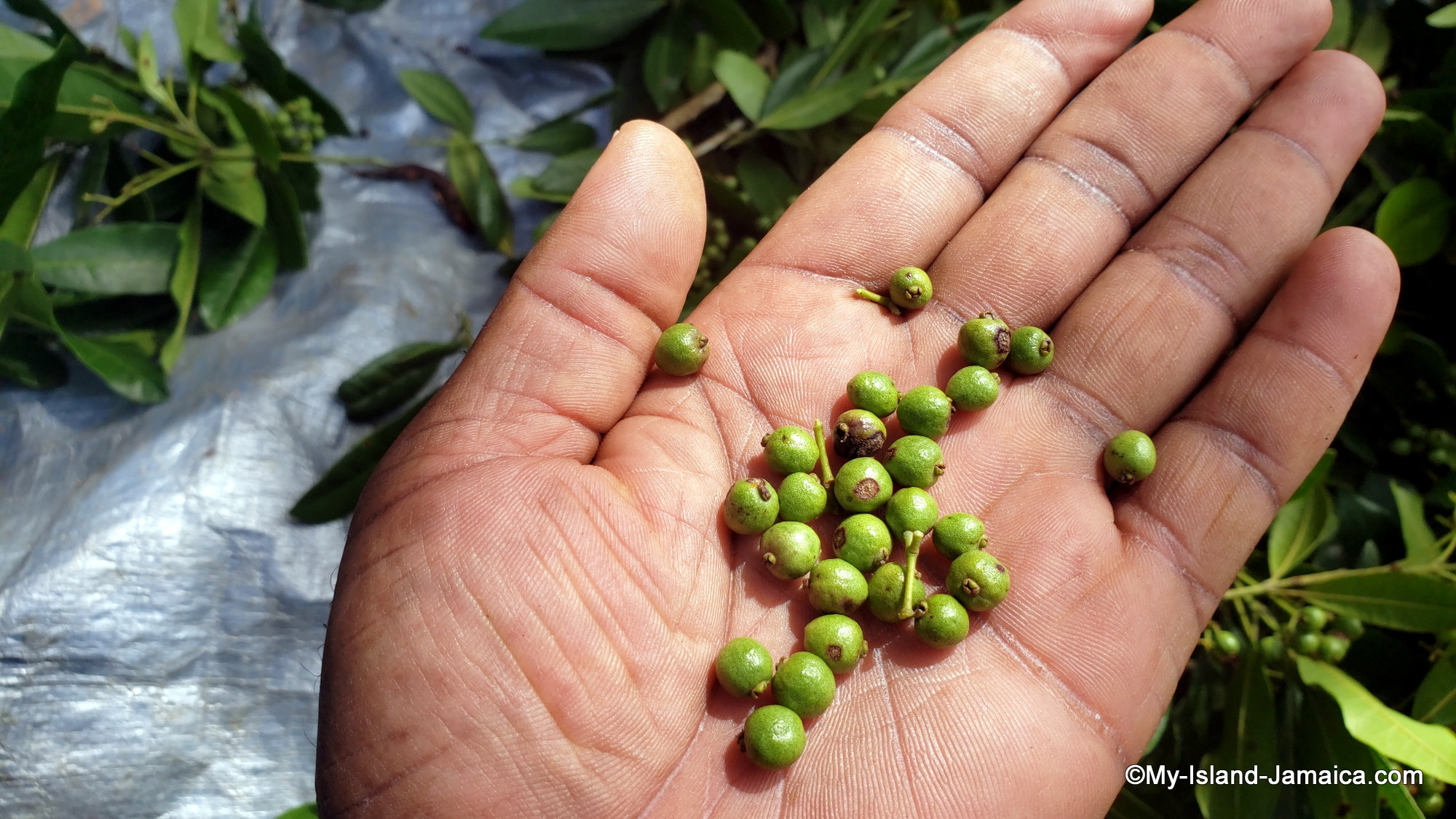 Jamaican Pimento Seeds