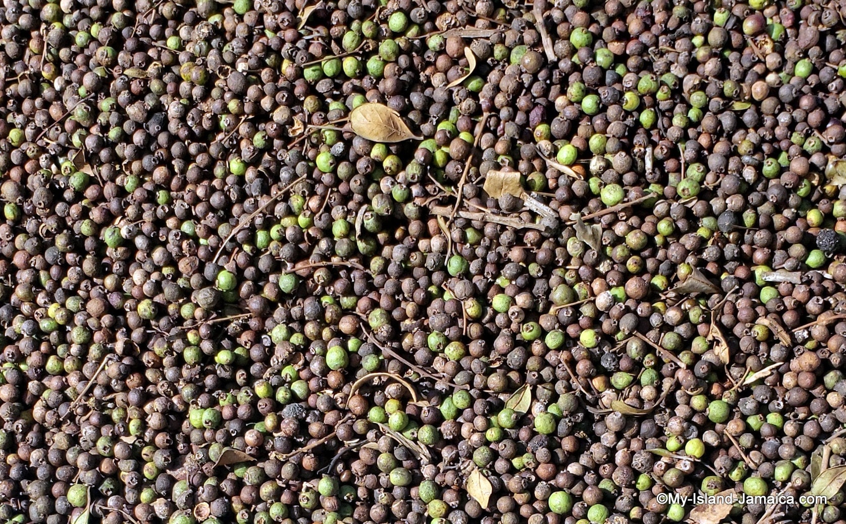 Jamaican PIMENTO (allspice Berries (whole) | Handpicked, Sundried ...