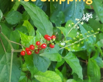 Jamaican Dog Blood Fertility Herb Rivina Humilis - Etsy UK