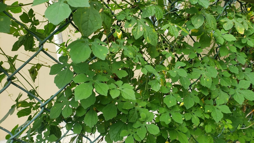 DRIED CERASEE Leaves and Stems (not Grounded) | 100% Wild Crafted ...