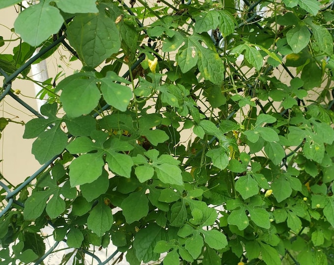 DRIED CERASEE Leaves and Stems (not Grounded) | 100% Wild Crafted ...