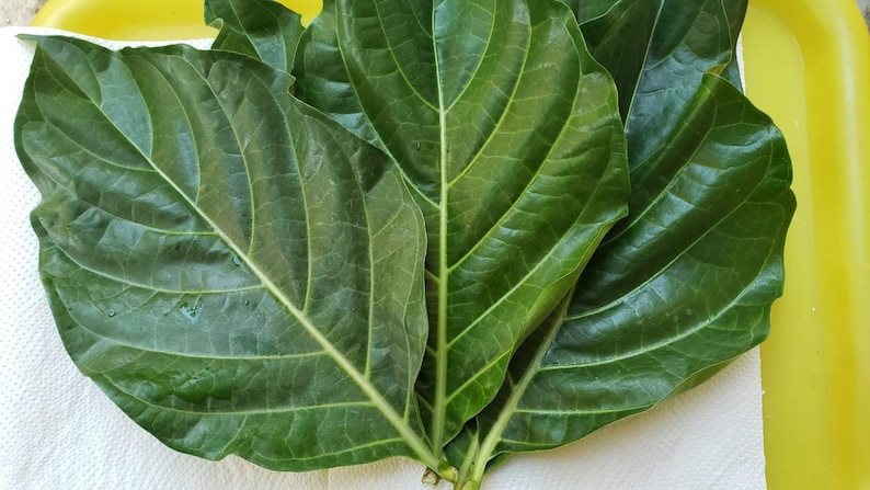Wild Grown 100% ORGANIC NONI LEAVES Hand Picked & Shade | Etsy