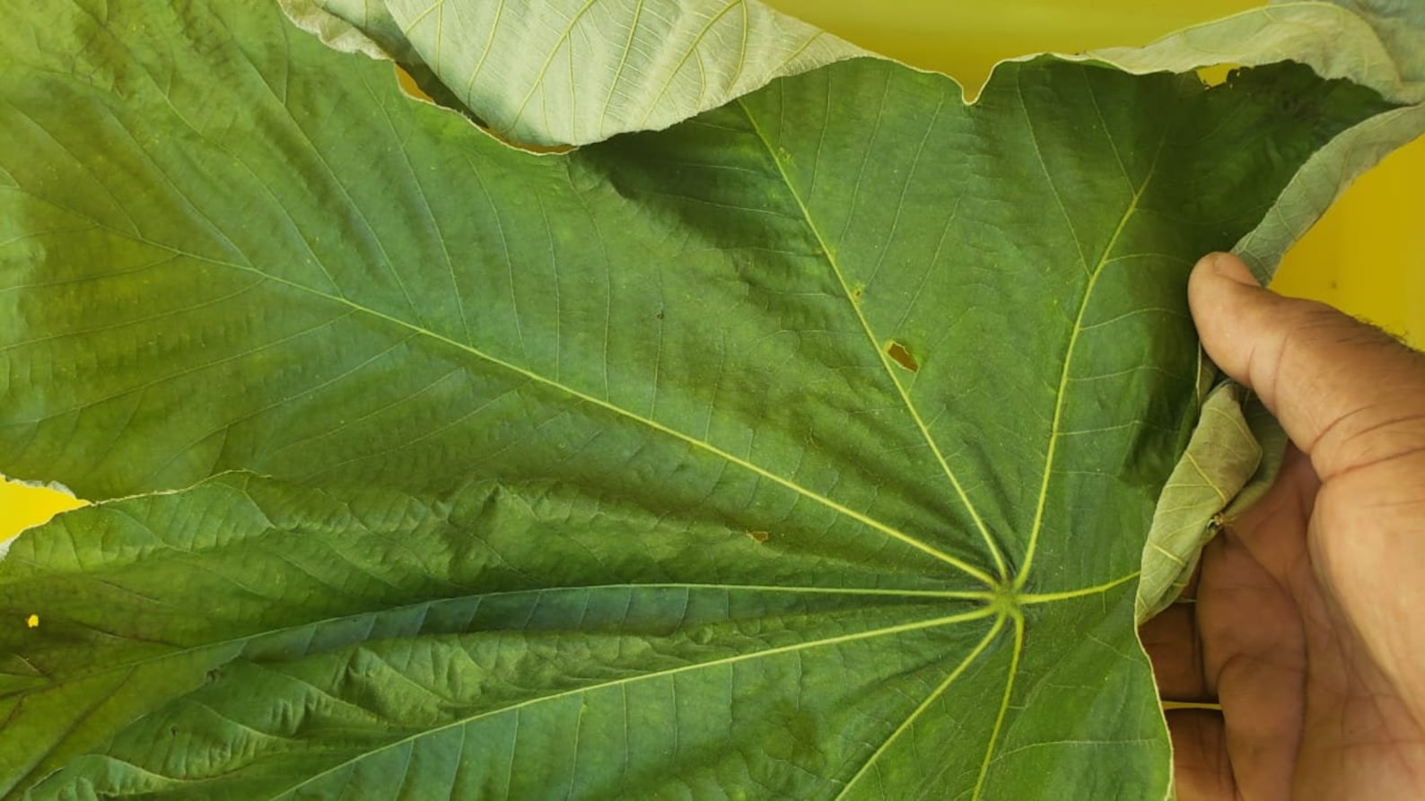 TRUMPET LEAF (cecropia Peltata) | Airdried & Grounded, Wild Crafted ...