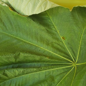 TRUMPET LEAF (cecropia Peltata) | Airdried & Grounded, Wild Crafted ...