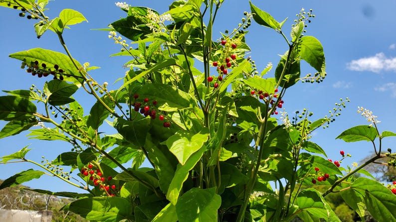 Dog Blood Herb (rivina Humilis) | 100% Wildcrafted Jamaican Herb ...