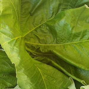 TRUMPET LEAF (cecropia Peltata) | Airdried & Grounded, Wild Crafted ...