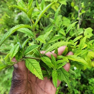 JOHN CHARLES (hyptis Verticillata) | Airdried & Grounded, Wild Crafted ...