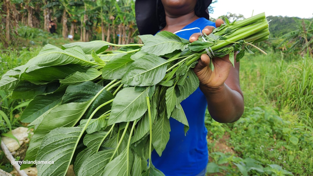 Callaloo CAPSULES (amaranthus Viridis) | 600mg | 100% Organic ...