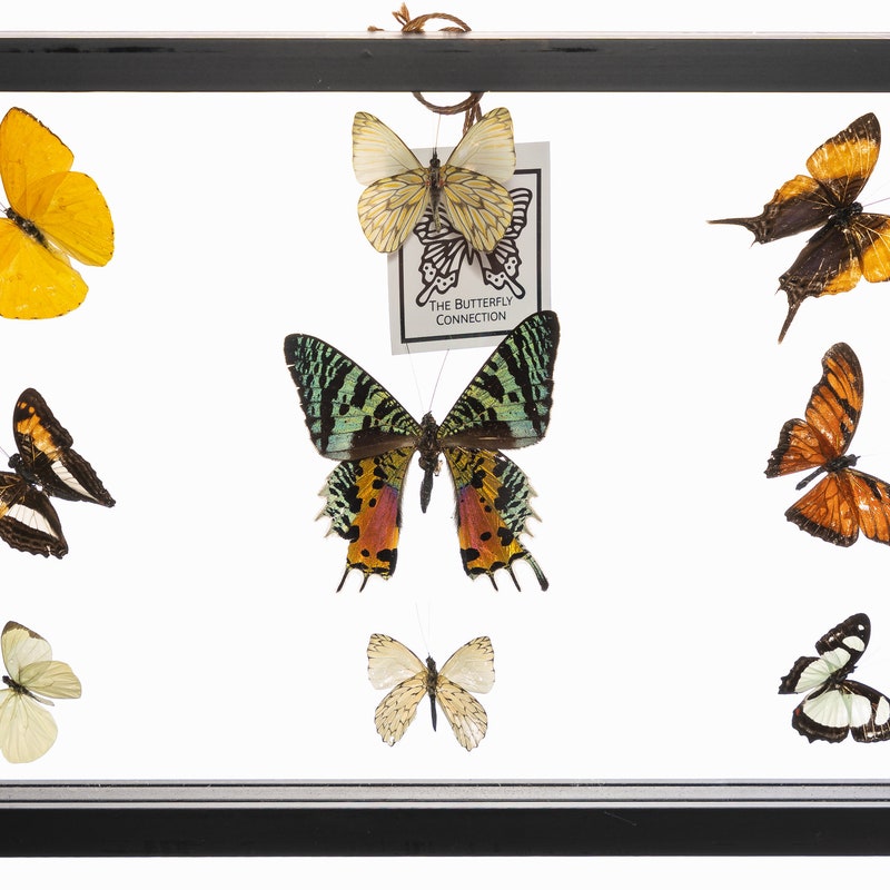 Framed Butterfly - Etsy