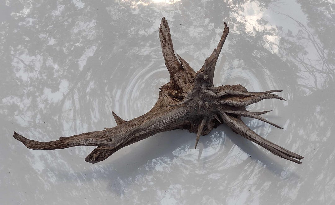 Tree Root for Sale, Beautiful Wood Lines, Great for Crafts, Decor ...