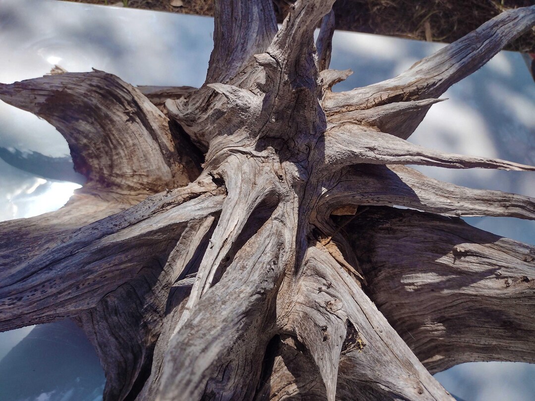 Huge Tree Root for Sale, Texas Juniper Ashe Old Tree Root, Outdoors ...