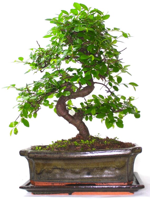 Chinese Elm Bonsai Tree Choose Your Size and Options - Etsy UK