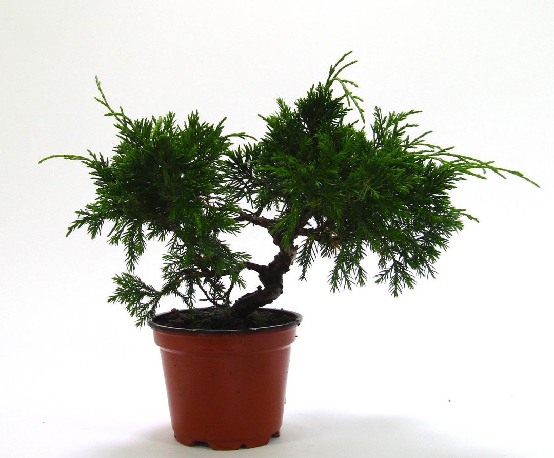 Shohin Shaped Chinese shimpaku Juniper Bonsai Tree - Etsy