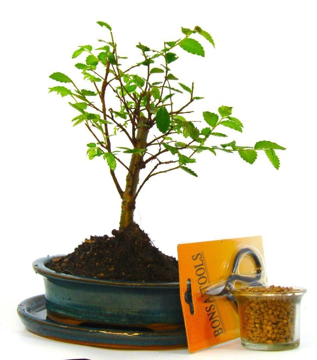 Bonsai Colour Range Real Bonsai Tree Chinese Elm Ideal Bonsai Gift ...