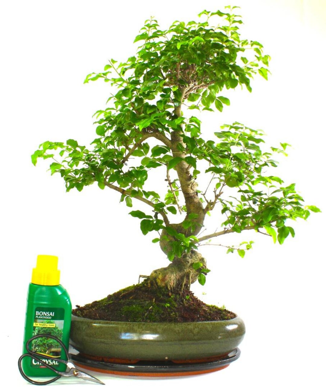 Specimen Ligustrum chinese Privet Bonsai Tree S Trunk - Etsy