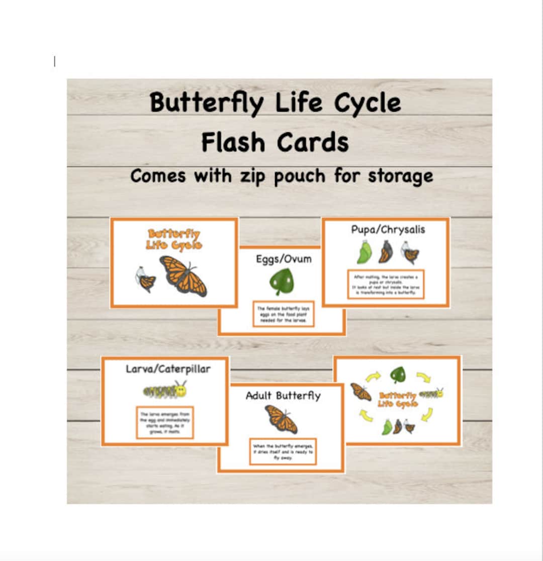 Life Cycle of a Butterfly Flash Cards - Laminated - Comes with Zip ...