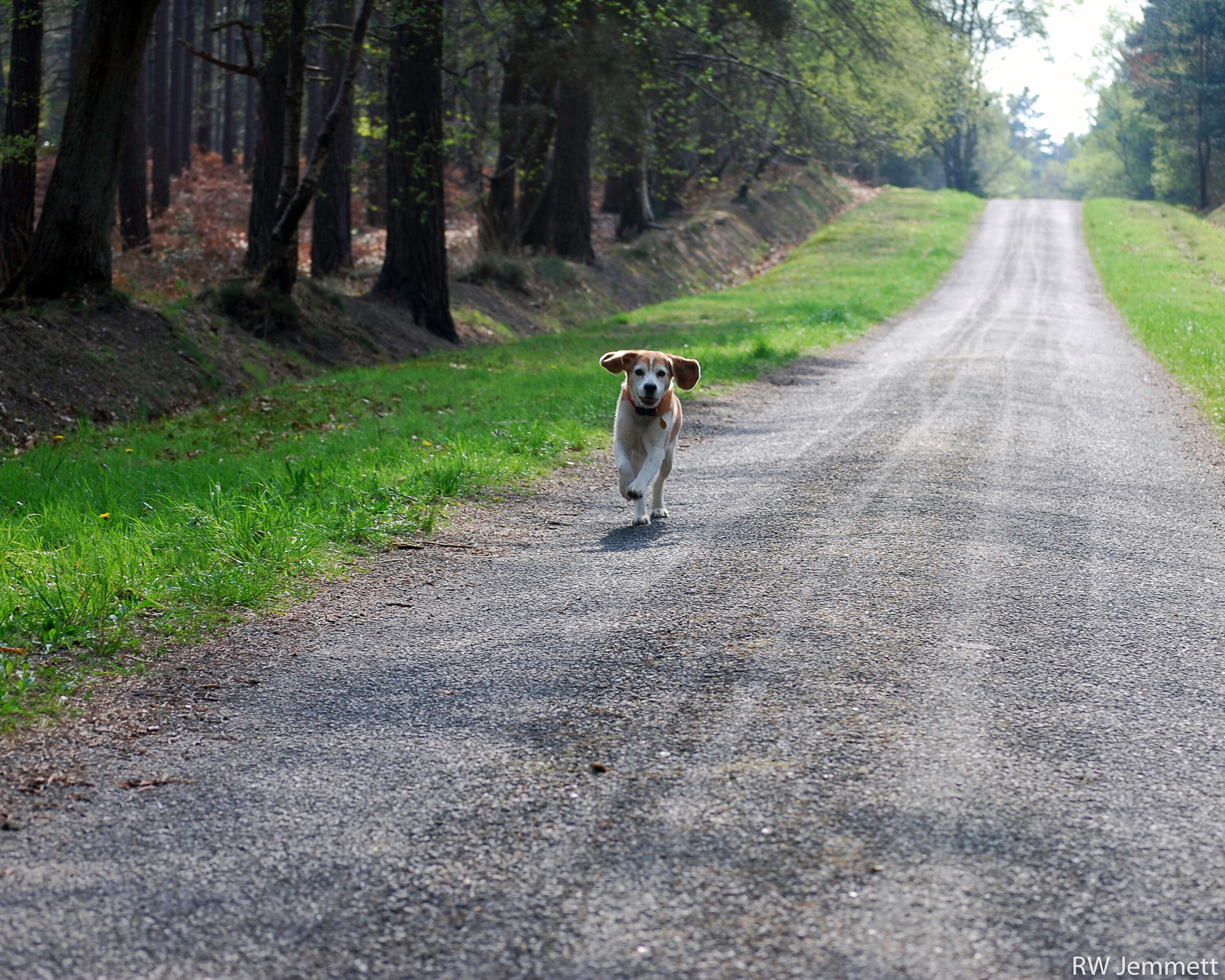 Wait for Me Photo of a Beagle Dog Running Along a Track. an - Etsy