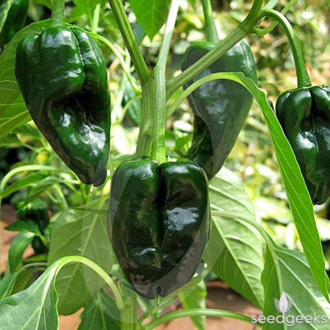 Ancho Poblano Chile Pepper Capsicum annuum 0.5g approx. 80 | Etsy