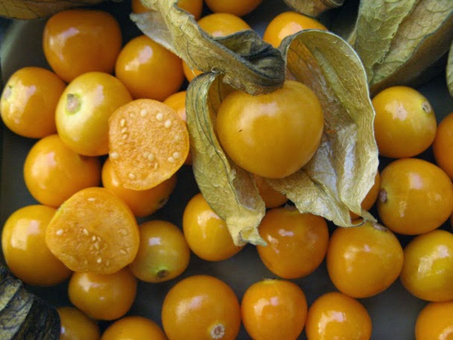 Ground Cherry physalis Pruinosa 0.25g Approx. 325 Seeds - Etsy